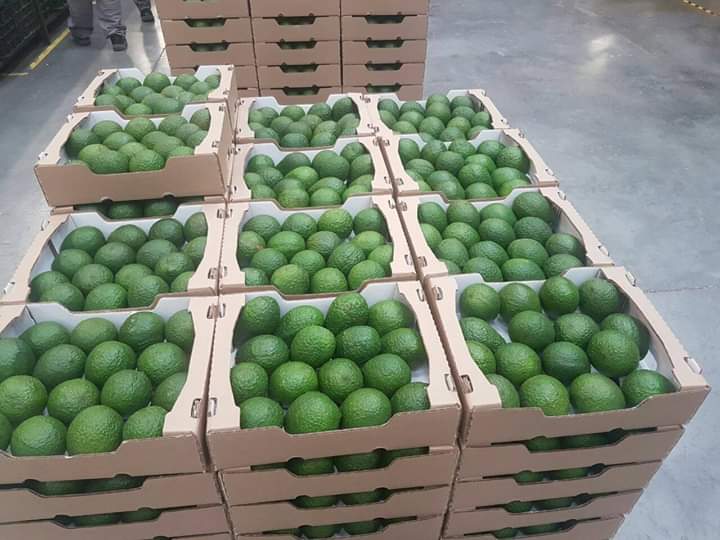 Fresh Avocados – Oshano Limited